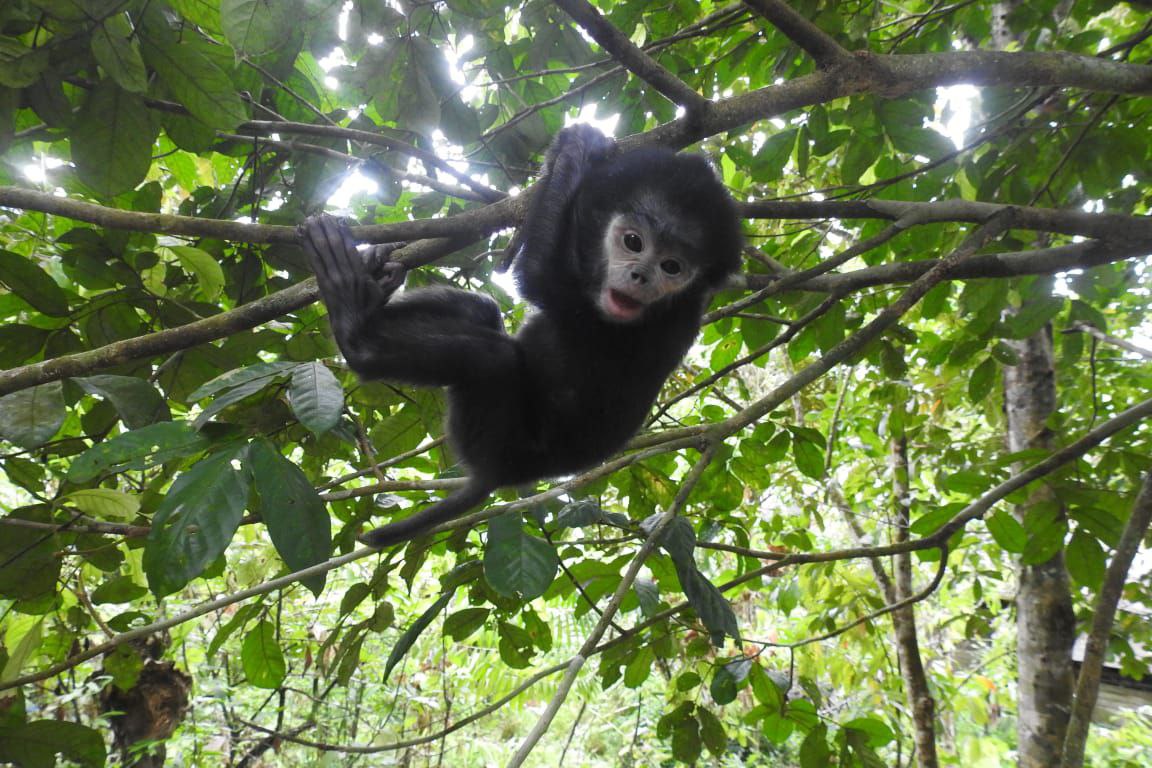 6 Jenis Primata Endemik di Kepulauan Mentawai