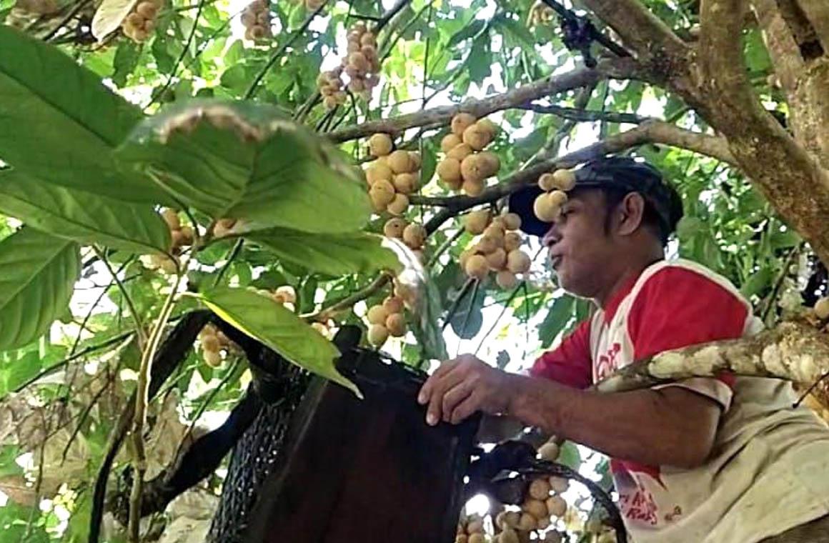 Panen Langsat Khas Mentawai di Pulau Ruamata