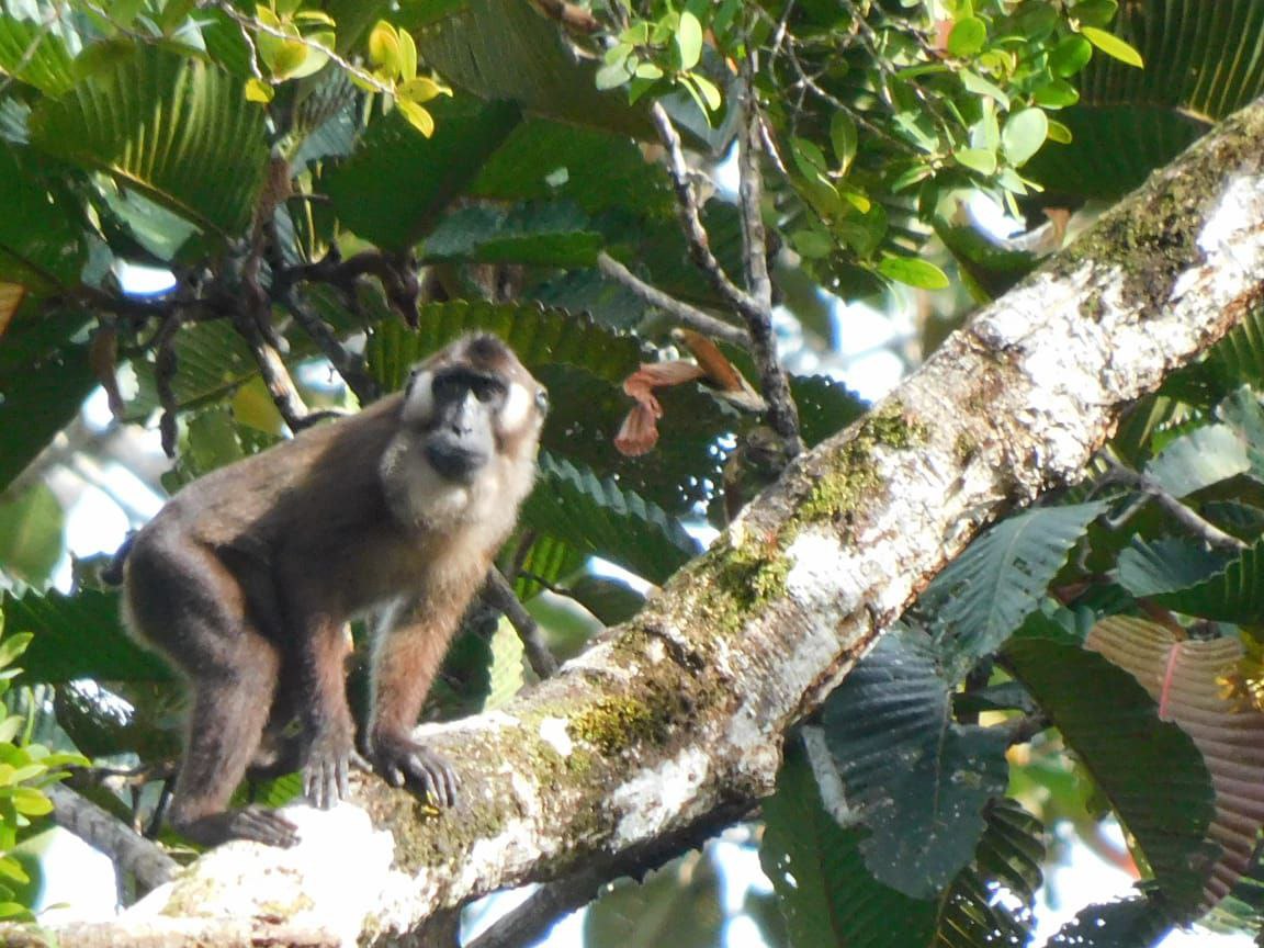 6 Jenis Primata Endemik di Kepulauan Mentawai