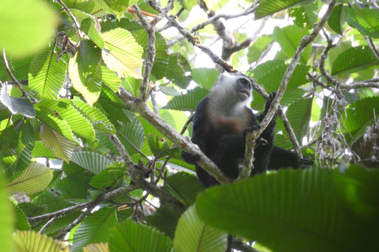 6 Jenis Primata Endemik di Kepulauan Mentawai