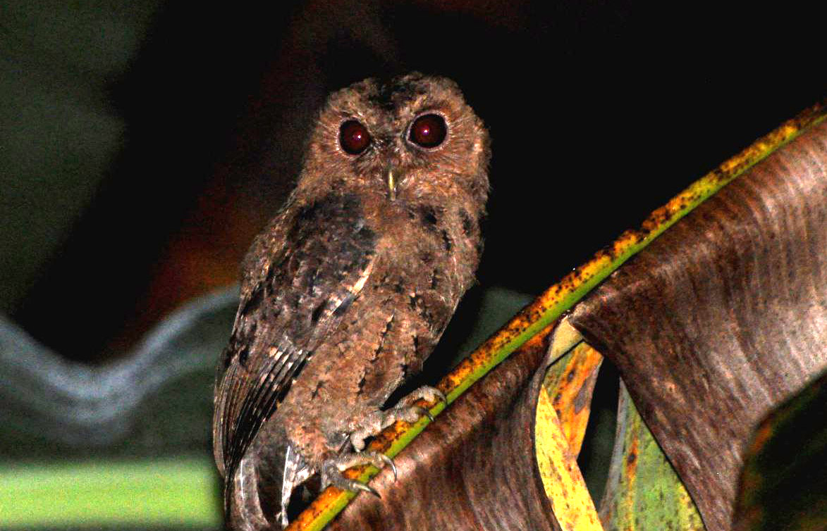 Melihat Satwa Endemik Mentawai di Pulau Siberut