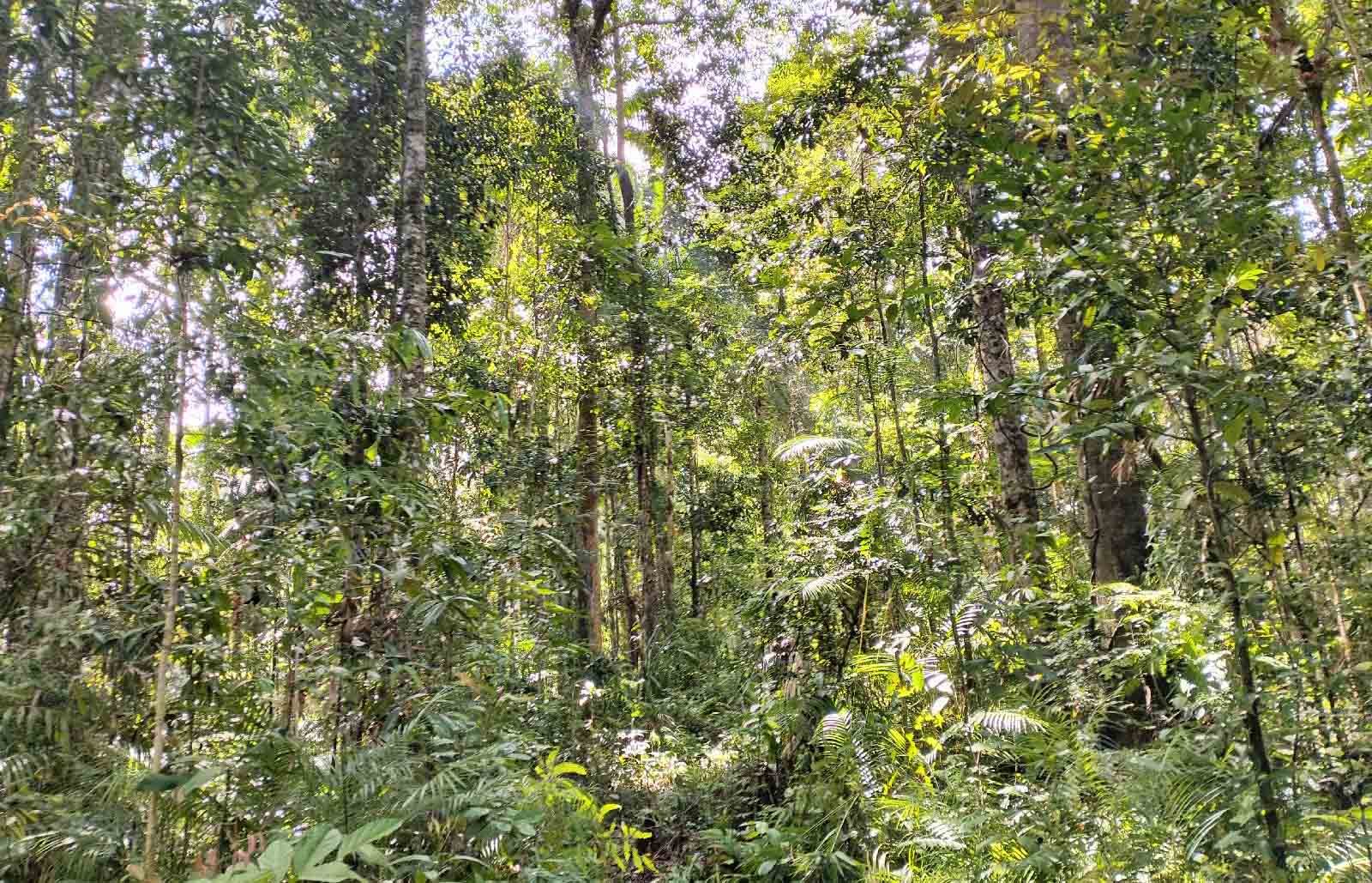 Kekayaan Alam Bojakan, Siberut Terancam Hutan Tanaman Energi